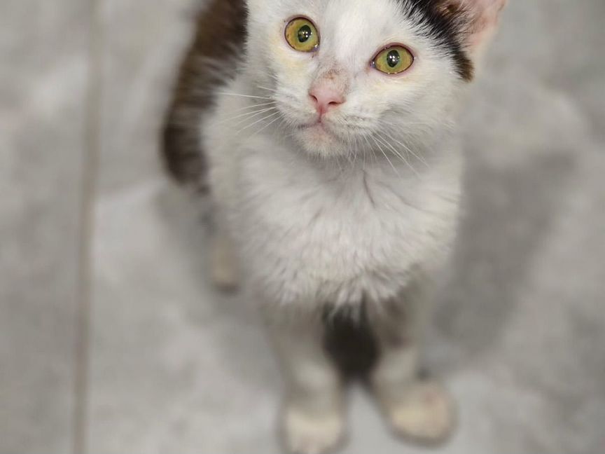 Отдам котенка в добрые руки