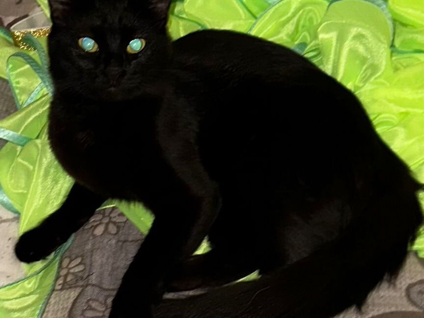 Кошка в дар