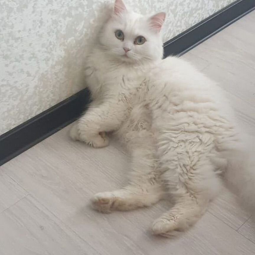 Белая кошка ангорская