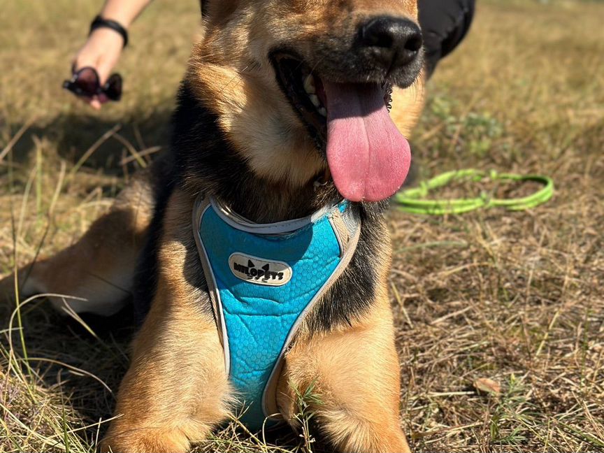 Собака в добрые руки