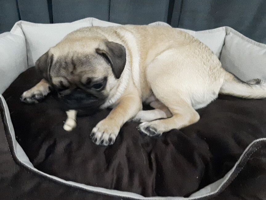 Щенки мопса мальчик