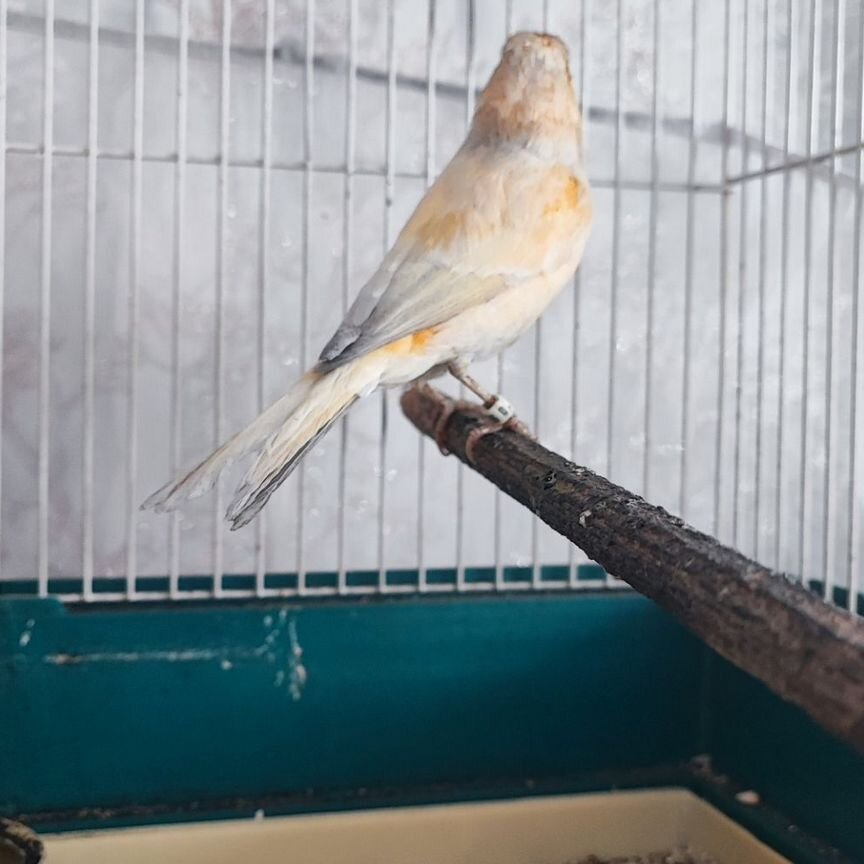 Обмен. Канарейку мальчика. На девочку