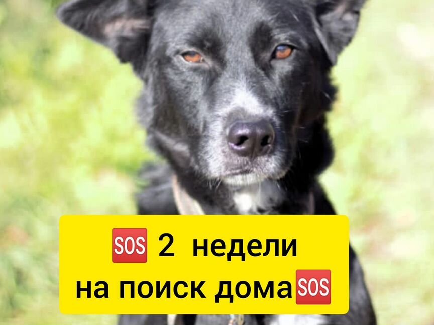 Крик о помощи 2 недели на поиск дома