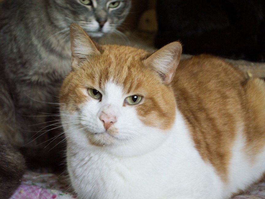 Отдам кота Филимон в добрые руки