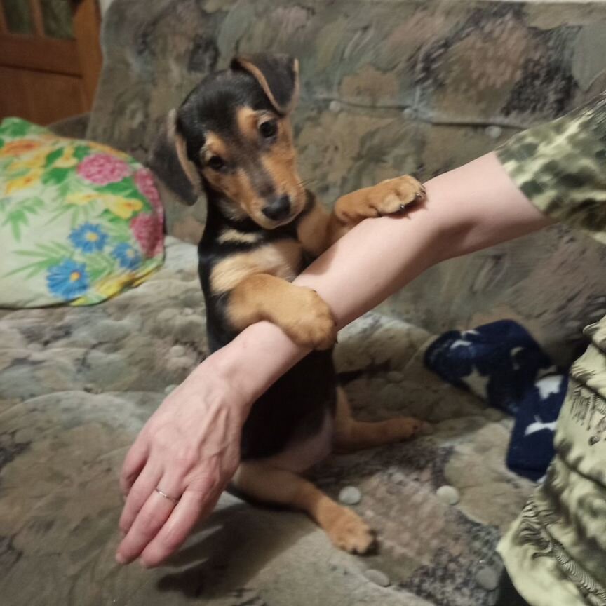 Такса, щенок