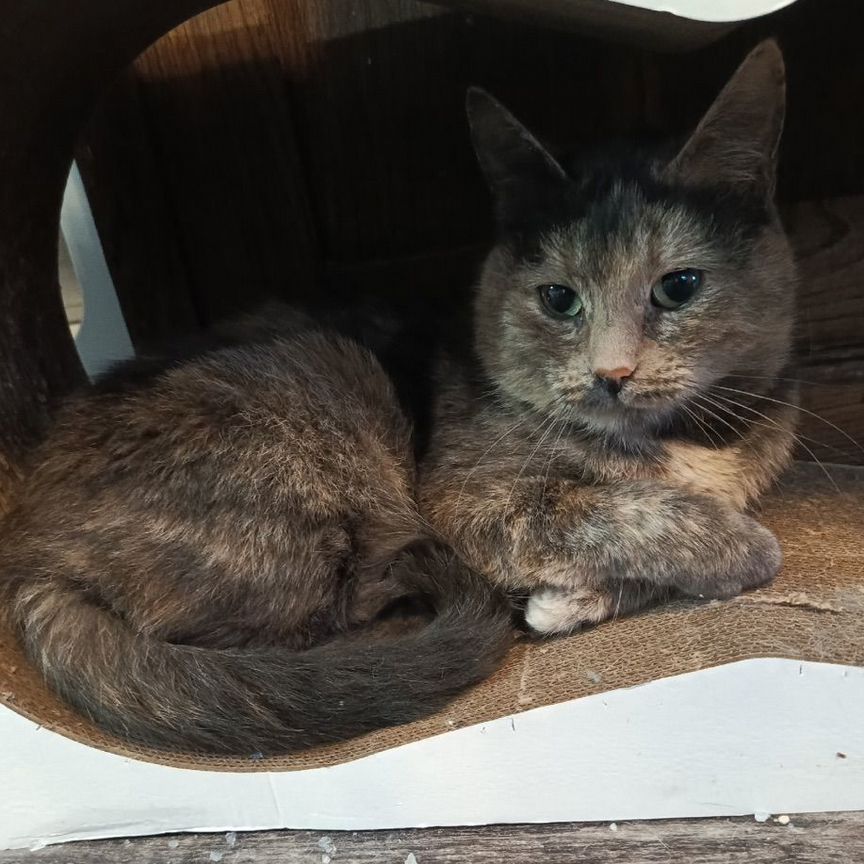 Взрослая, Девочка кошка в добрые руки