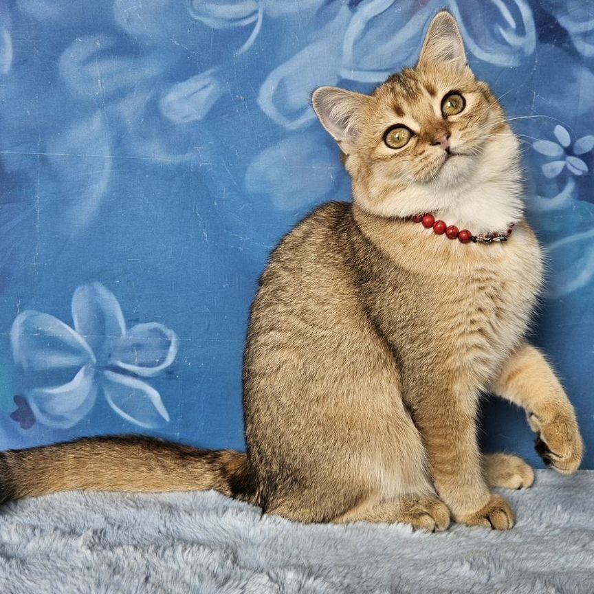 Девочка скоттиш килт