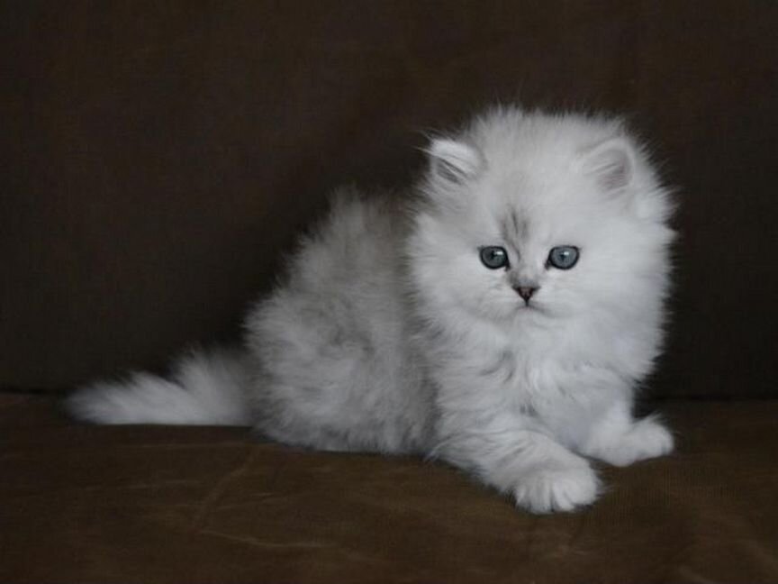 Британский котик серебро пушистый