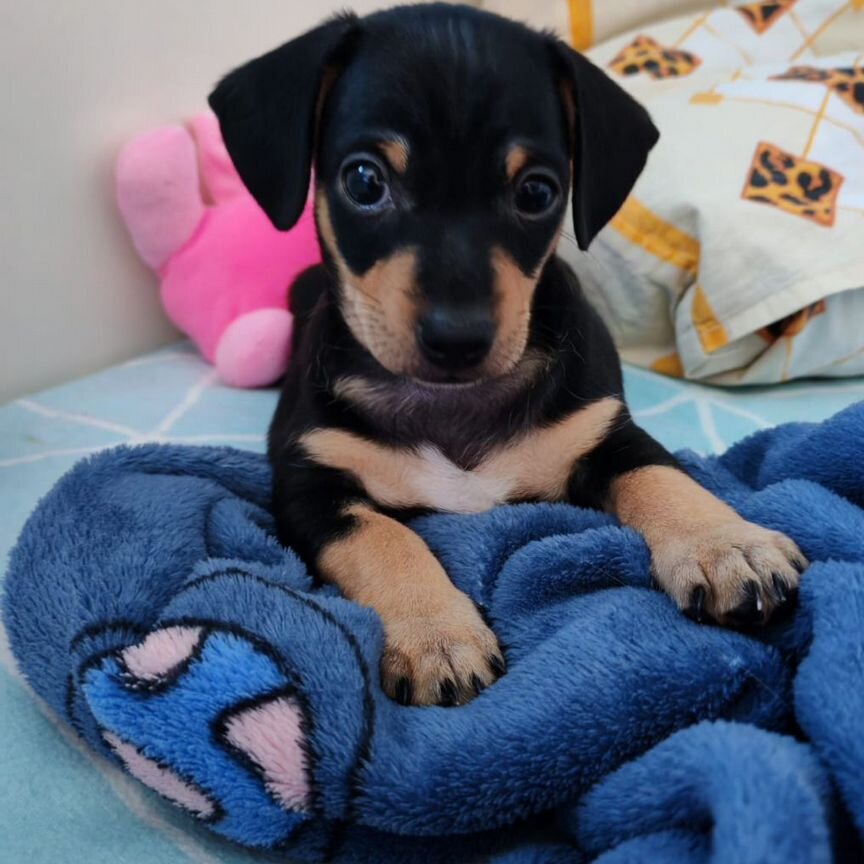 Цвергпинчер, щенок