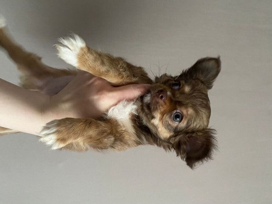 Шикарные щеночки самые маленькие собачки чихуахуа