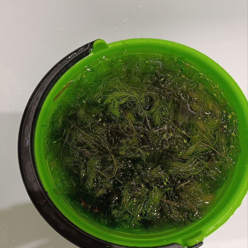 Роголистник для аквариума