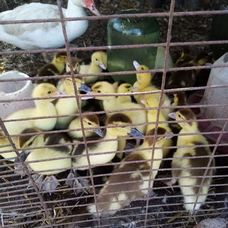 Утенок мускатный(шипун)