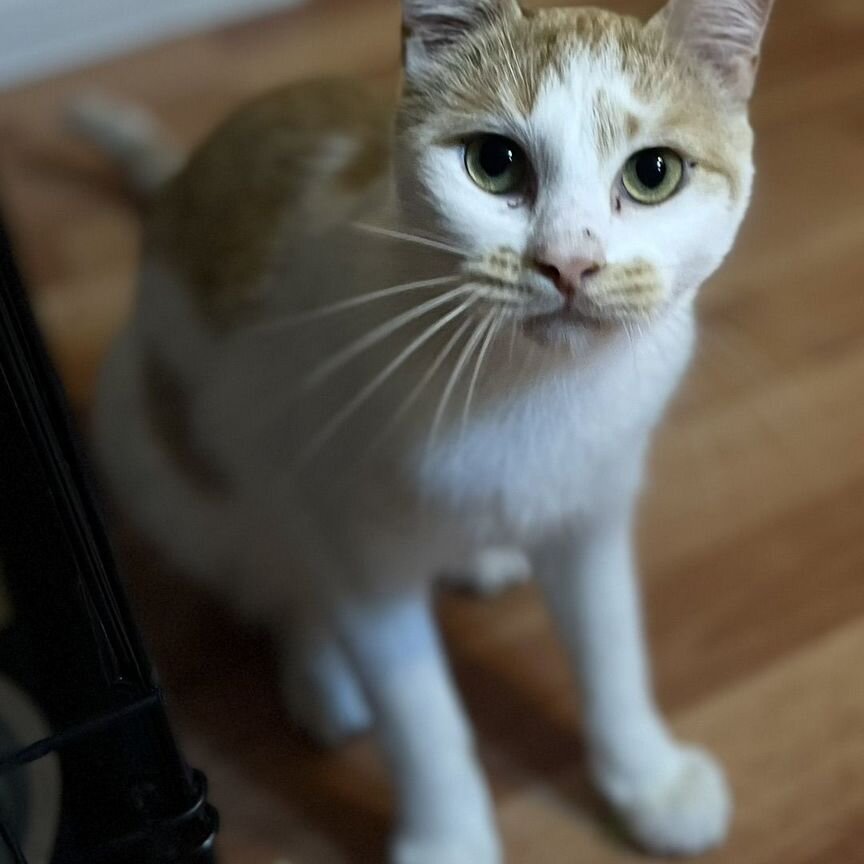 Кошечка в добрые руки