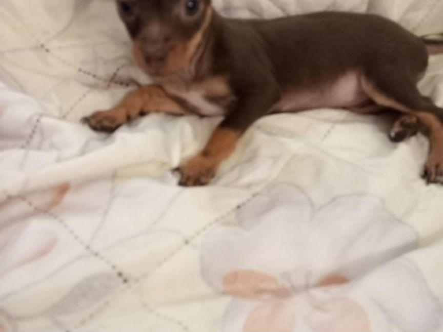 Русский той-терьер