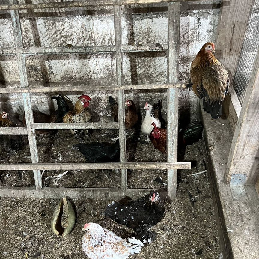 Карликовые куры бентамки