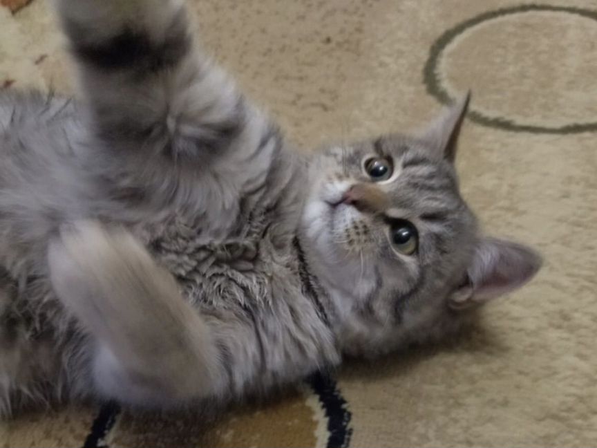 Кошка