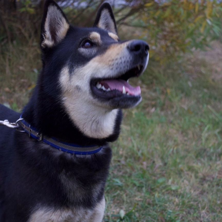 Спасли собаку от алкашей