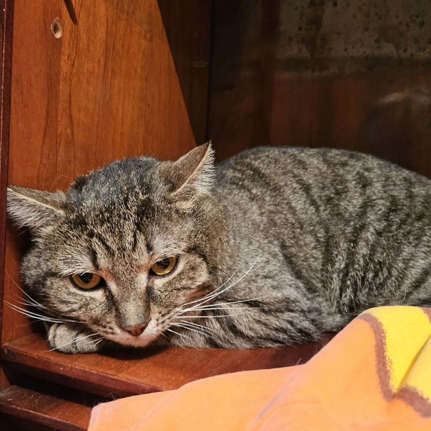 Взрослый кот в добрые руки