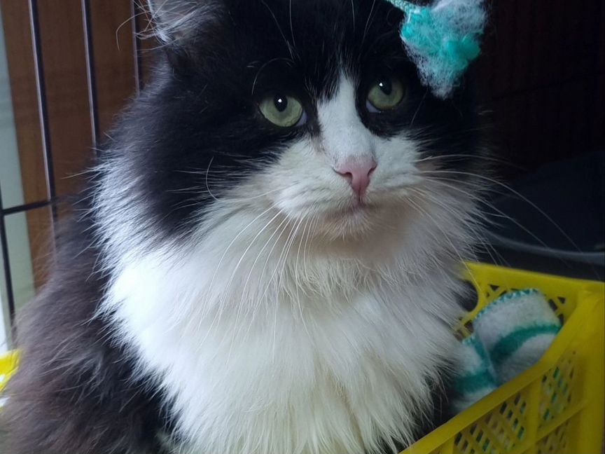Кот