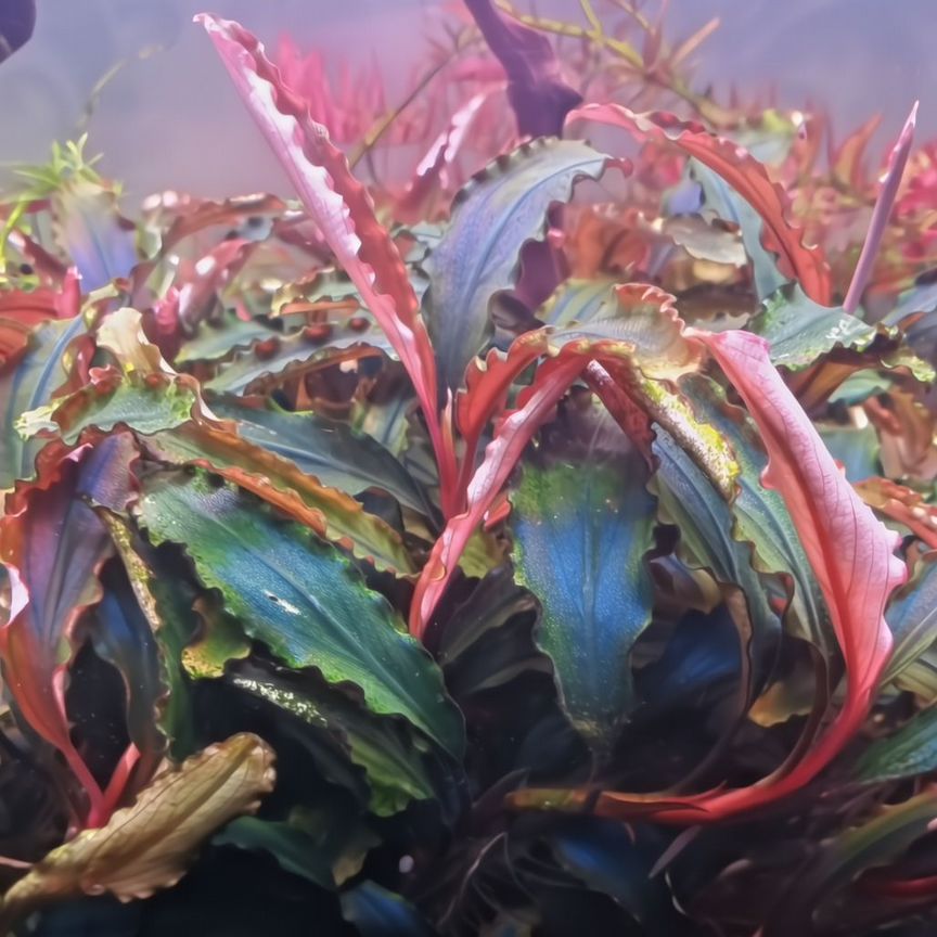 Продаю буцефаландры