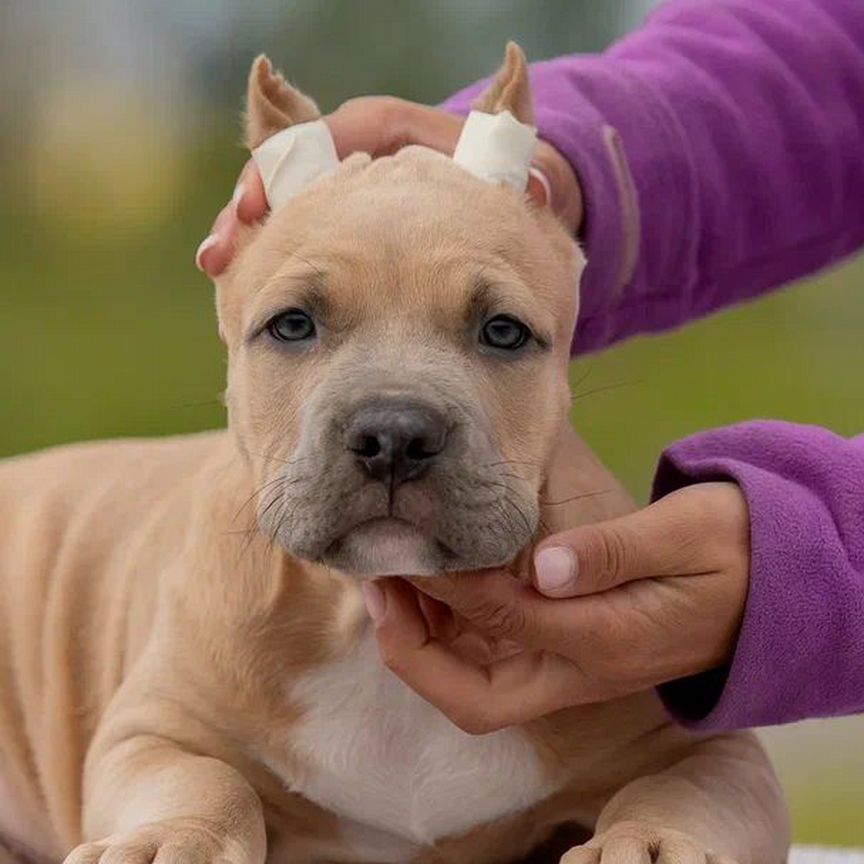 Прайтер, щенок