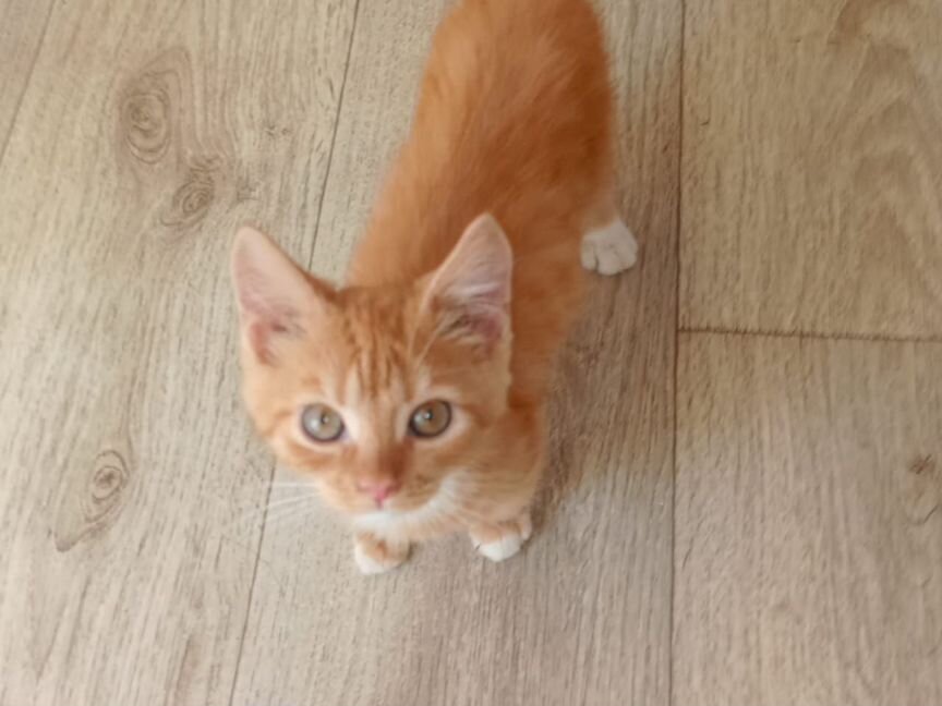 Котенок в добрые руки