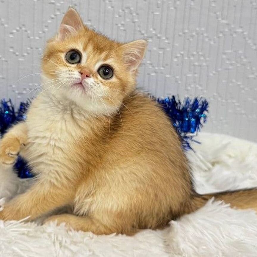 Золотая Мишель