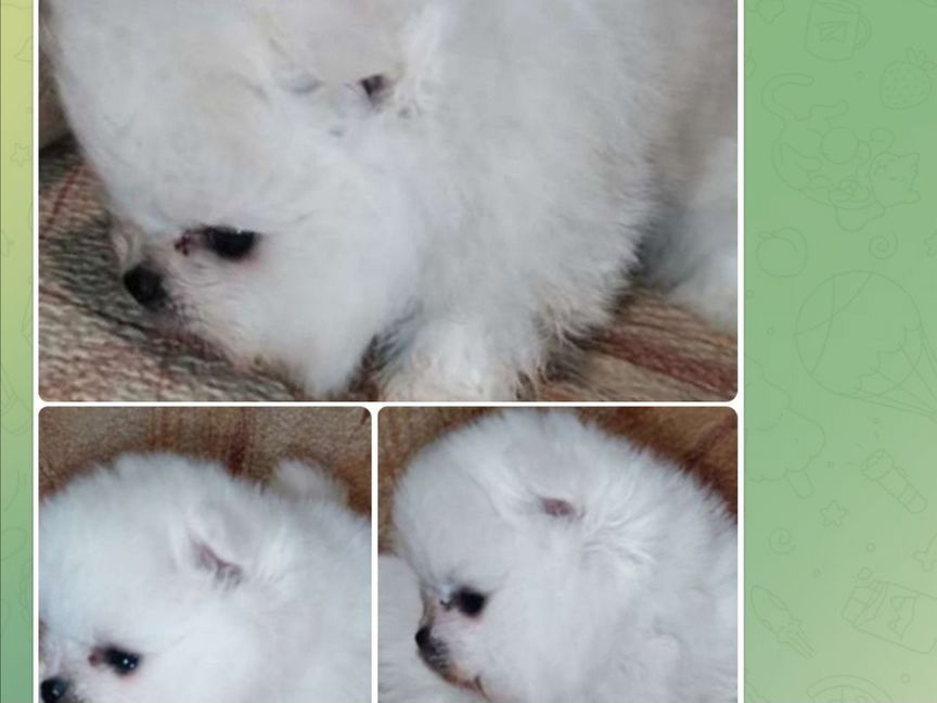 Померанский шпиц