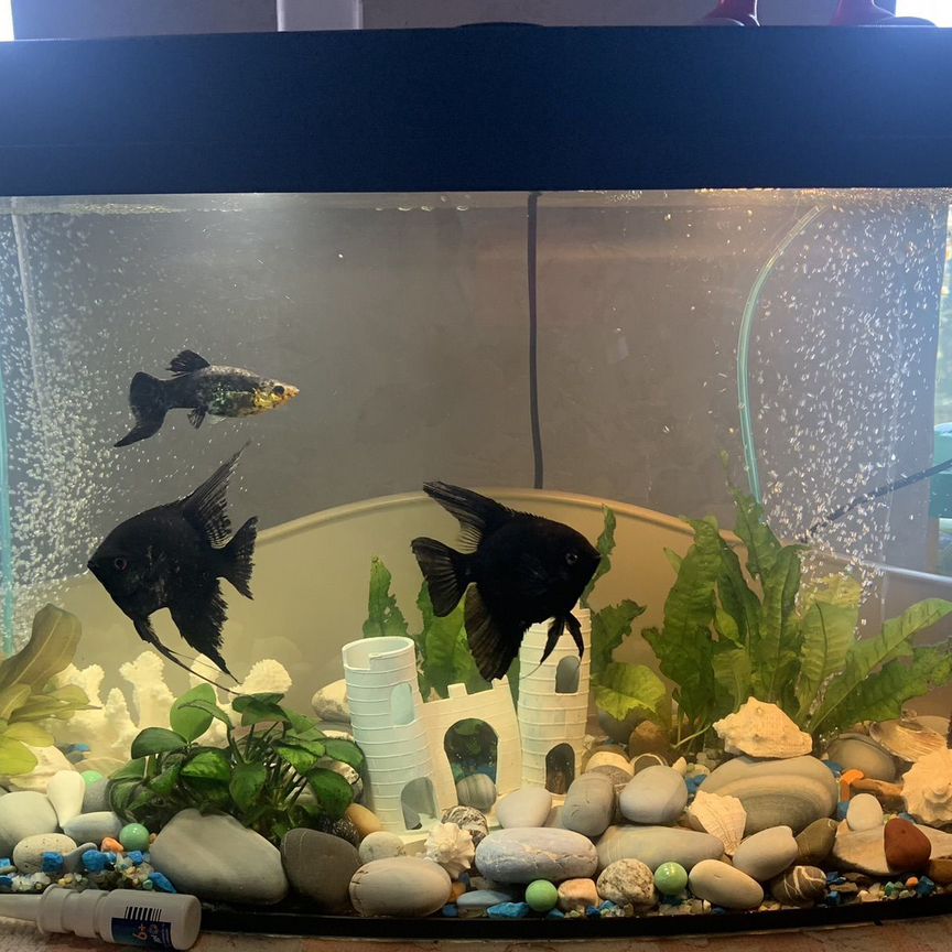 Аквариум панорамный 95 л