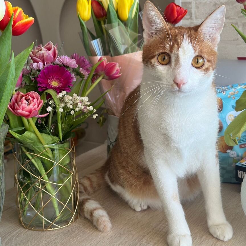 Отдам кота в добрые руки бесплатно