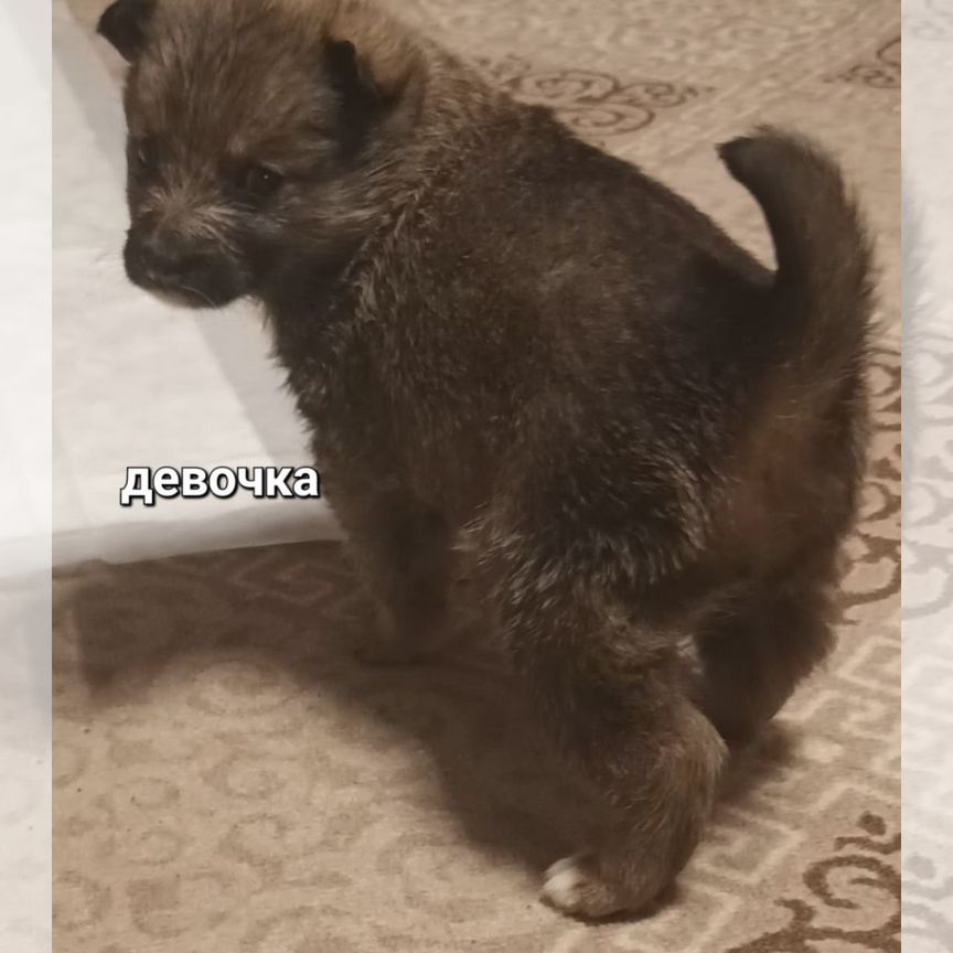 Лайка, щенок