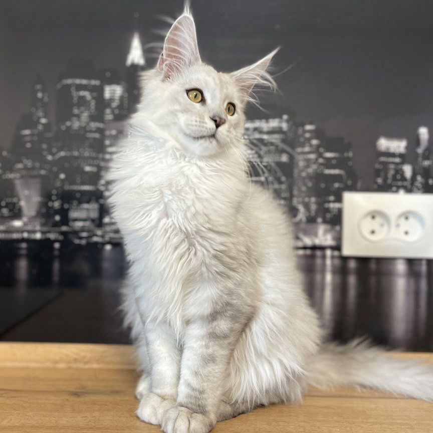 Мейн-кун котёнок
