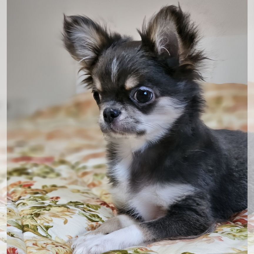 Чихуахуа, щенок