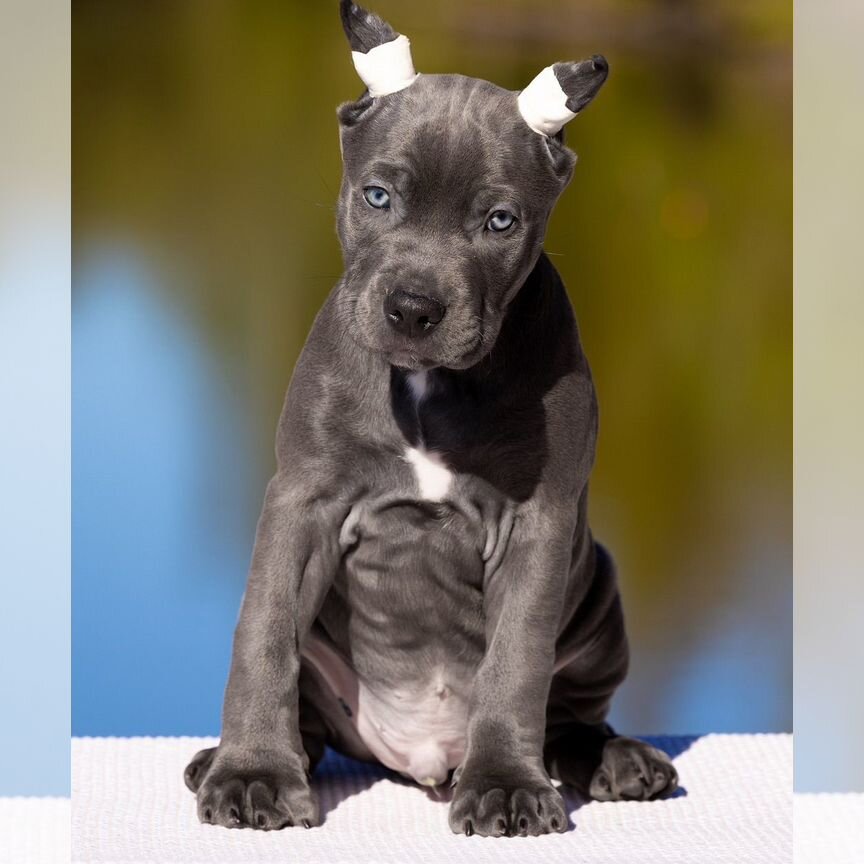 Американский питбультерьер, щенок