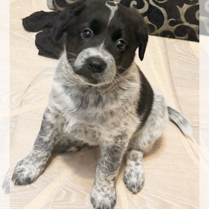 Щенок в добрые руки