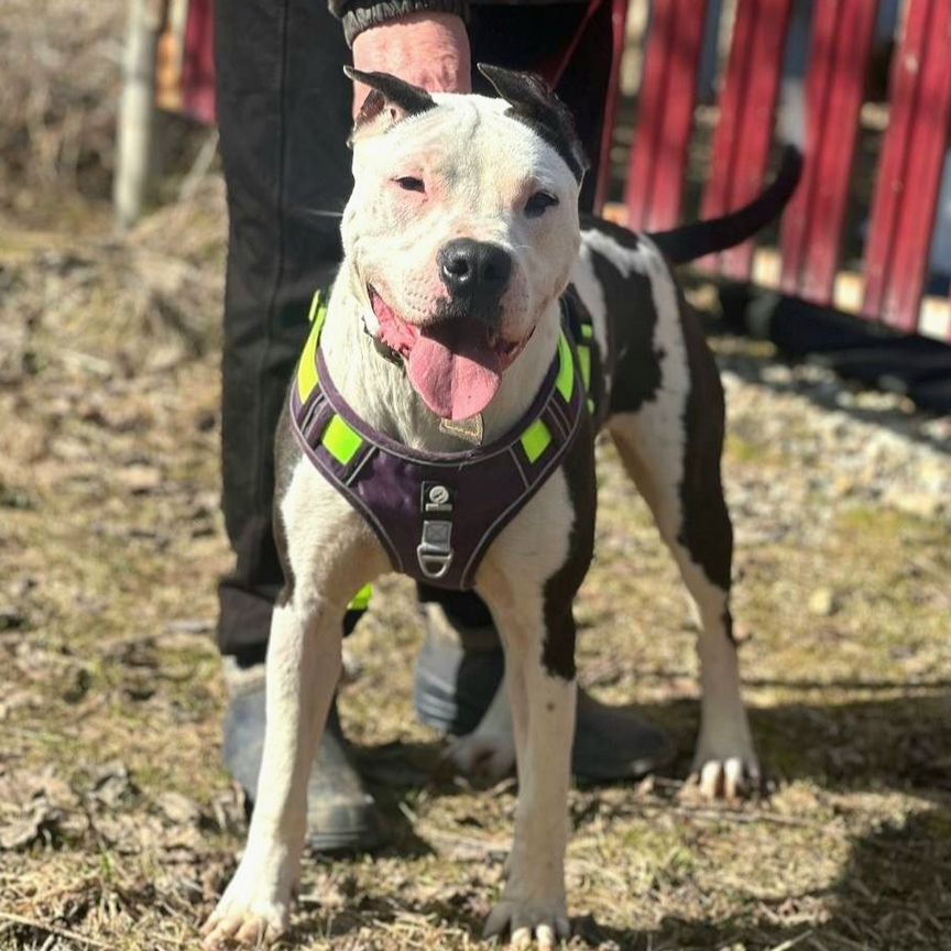 Американский питбультерьер, взрослый пёс