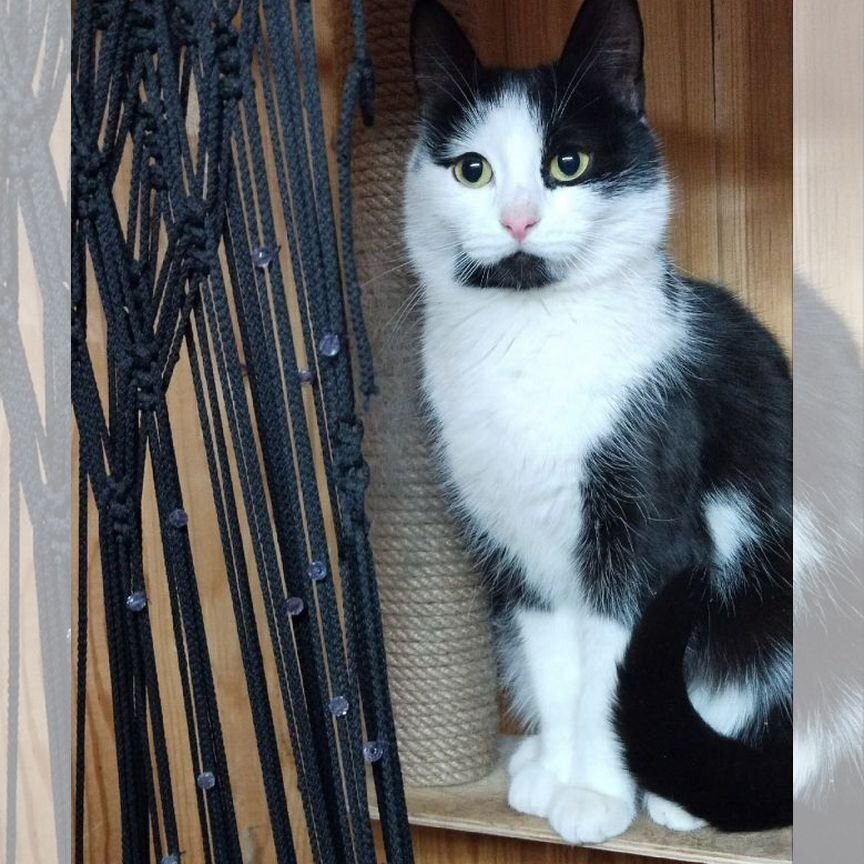 Ласковая кошечка