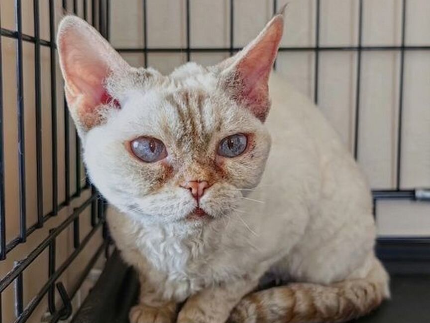 Девон-рекс кошка(ищу заводчика)