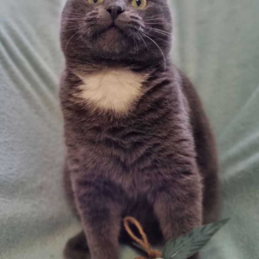 Ласковый котик Ромка без хвоста