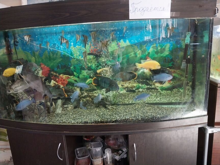 Аквариумные рыбки