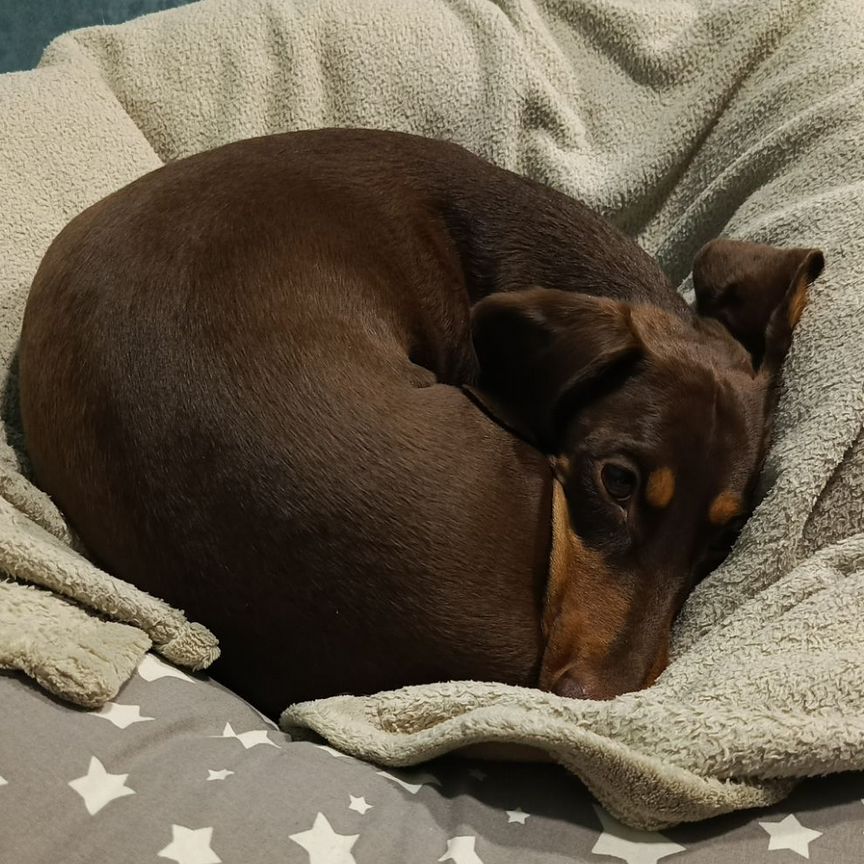 Такса, взрослый пёс