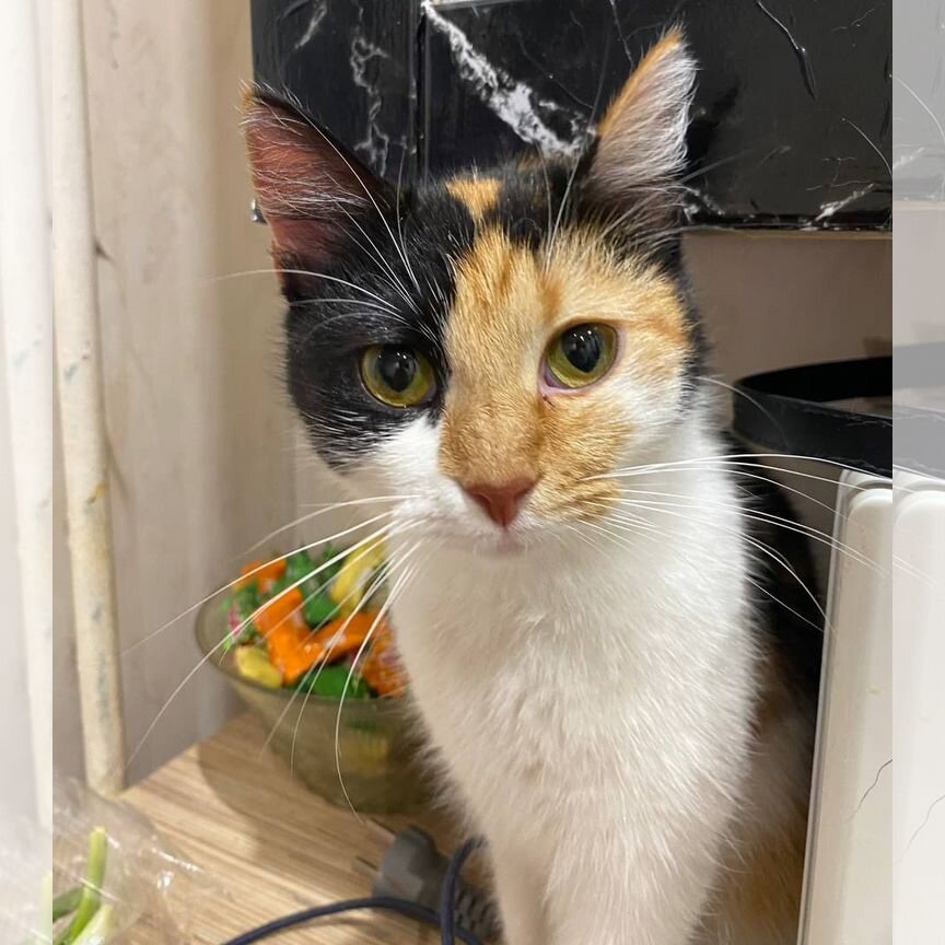 Европейский короткошёрстный котёнок