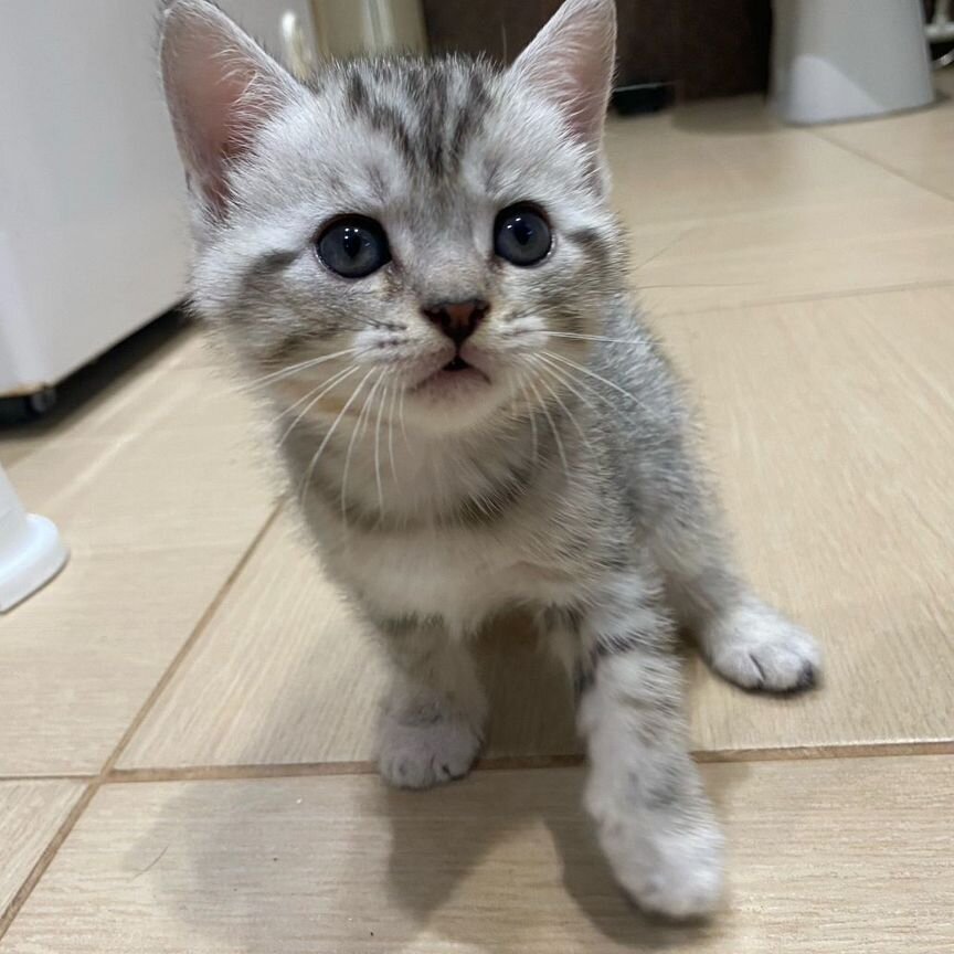 Шотландский прямоухий короткошёрстный котёнок