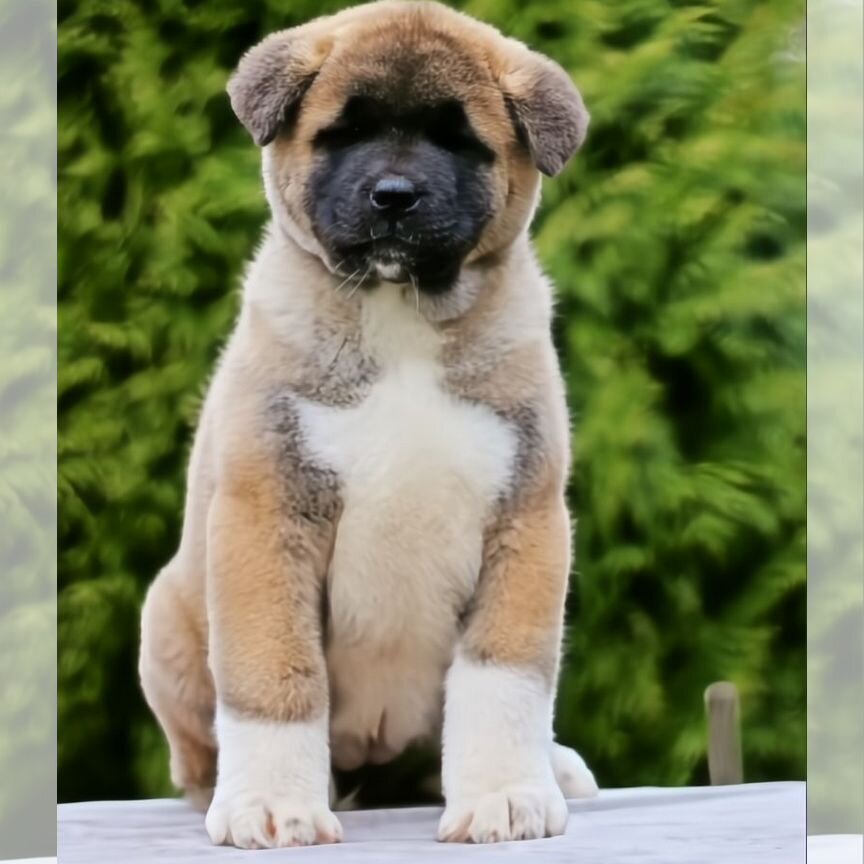 Американская акита, щенок