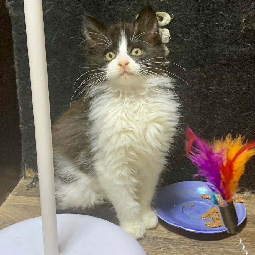 Котёнок в добрые руки