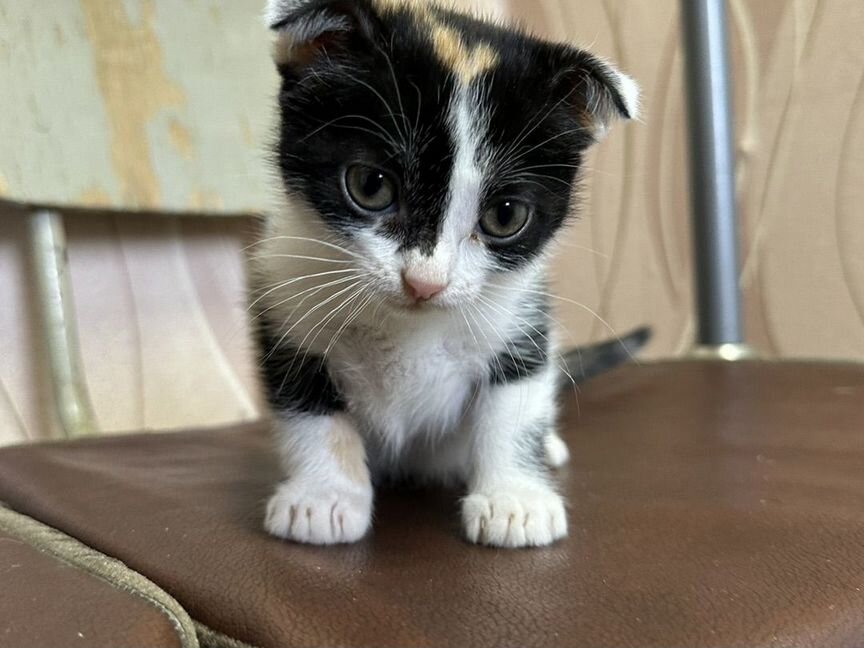 Кошка трехцветная вислоухая