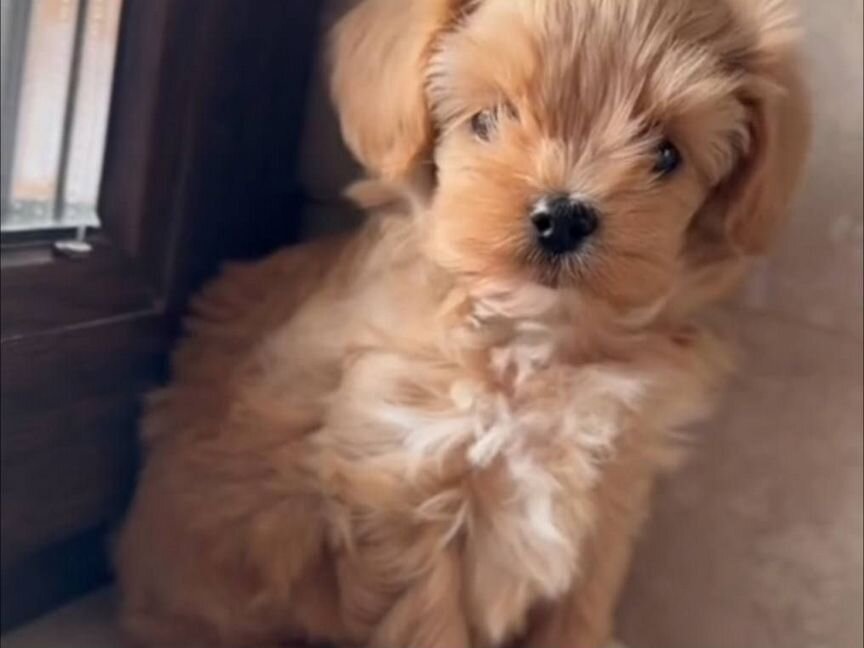 Мальтипу щенки мини ф1