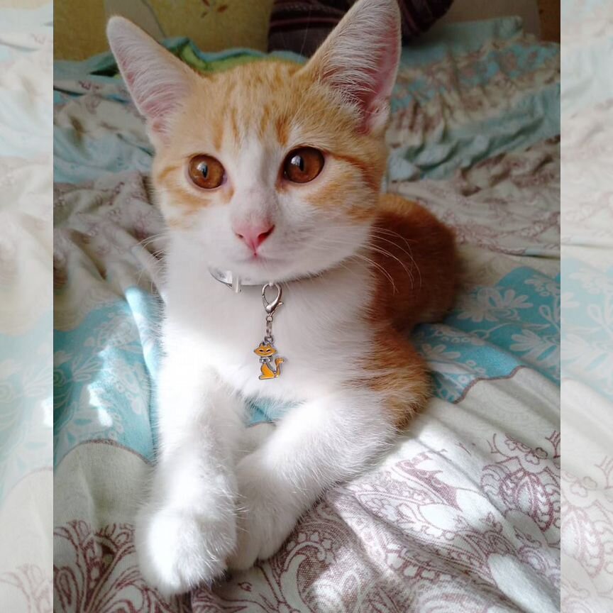 Кот