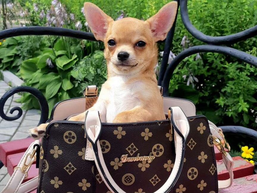 Красивый мини мальчик видео