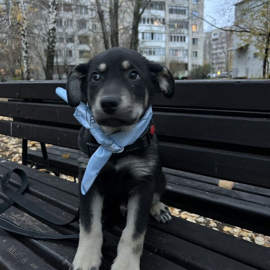 Щенок мальчик в семью